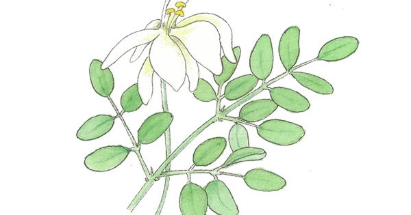 Moringa - Huiles du Sénégal